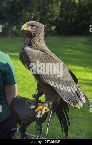 Beautiful cordillary eagle sits on the hand of a falconer Stock Photo ...