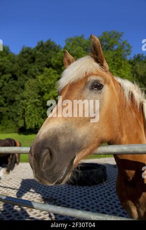 Curious, beautiful brown horse at a paddock Stock Photo - Alamy