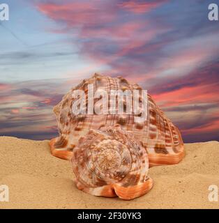 Large seashell on the sand, Studio shot Stock Photo - Alamy