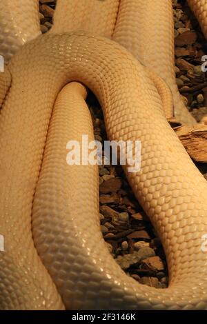 Close-up shot of a reptilian snake's head, featuring two green eyes and ...