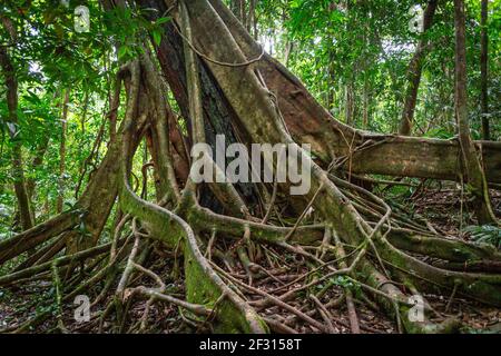 Trees in the jungle of Daintree National Park in Queensland, Australia ...