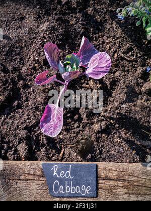The red cabbage (purple-leaved varieties of Brassica oleracea Capitata ...