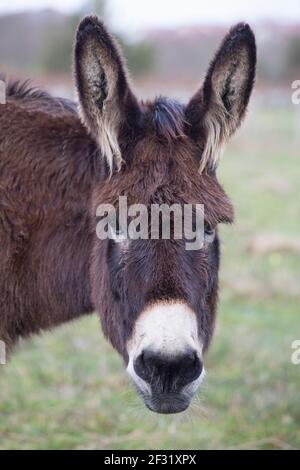 funny donkey looking at the camera Stock Photo - Alamy
