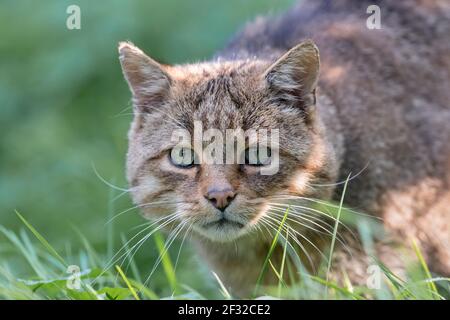 European wildcat (Felis silvestris), Crete, Greece Stock Photo - Alamy