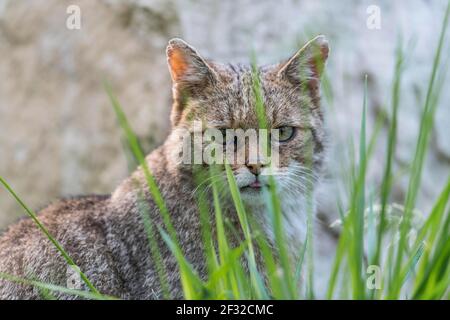 European wildcat (Felis silvestris), Crete, Greece Stock Photo - Alamy