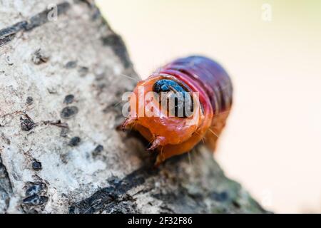 Goat moth (Cossus cossus), caterpillar, moth, Mecklenburg-Vorpommern ...