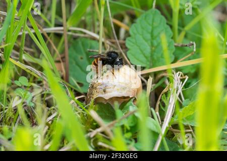 Bicoloured mason bee, Mason bee (Osmia bicolor), breeding cells in ...