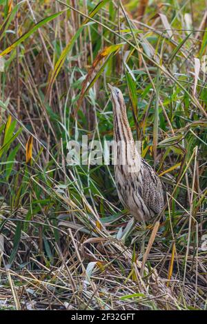 Eurasian bittern (Botaurus stellaris), Wolfsburg, Lower Saxony, Germany ...