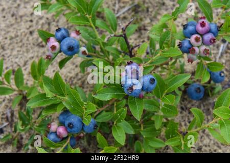 Wild blueberries , Northern Quebec , Canada Stock Photo - Alamy