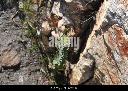 forest walk and exploration for different good shots of animals plants ...