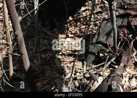 forest walk and exploration for different good shots of animals plants ...