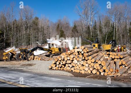 Logging site in the Adirondack, NY forest with log skidders, loader ...