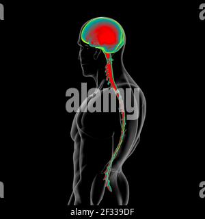 Dura mater Anatomy For Medical Concept 3D Illustration Stock Photo - Alamy
