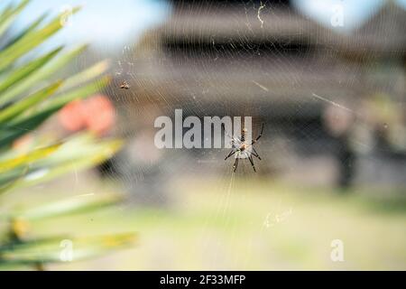 bali indonesia spider big web scary creepy crawly insect wildlife ...