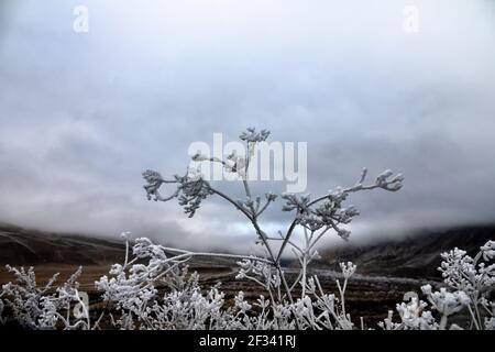 Earth watching. Icy clouds and frost-covered mountain grasses: plate ...