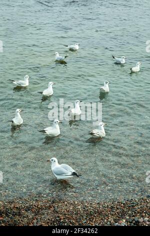Flock of gull in clear winter sea Stock Photo - Alamy