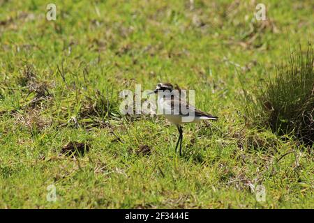 A Saint Helena plover, aka Wirebird, egg and nest on the island of St ...
