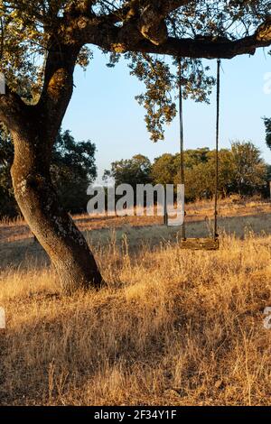 Swing in an acorn tree at sunset in southern Andalusia, Spain Stock ...