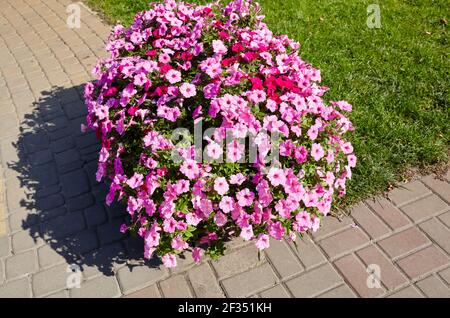 Common Name: Petunia. Scientific Name: Petunia x hybrida Stock Photo ...