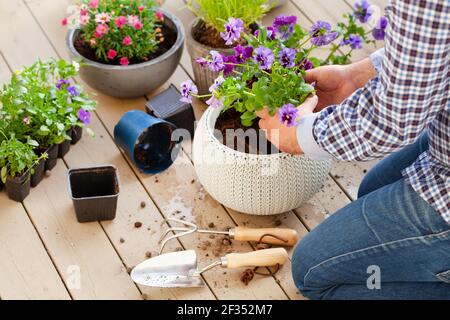 man gardener planting pansy, lavender flowers in flowerpot in garden on ...