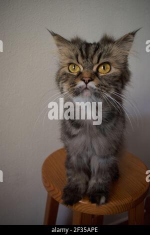 curious playful tabby maine coon cat looking at camera outdoors in the ...