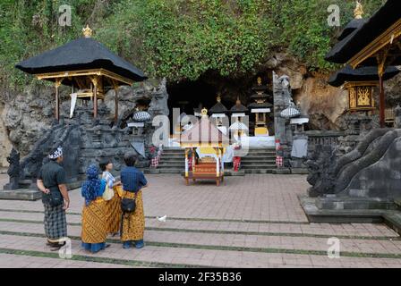 GEOFFREYS ROUSETTE BATS (ROUSETTUS AMPLEXICAUDATUS) HANGING IN SACRED ...