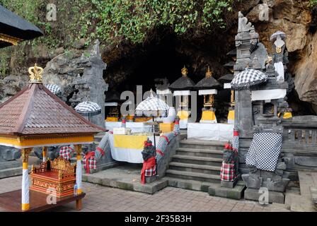 GEOFFREYS ROUSETTE BATS (ROUSETTUS AMPLEXICAUDATUS) HANGING IN SACRED ...