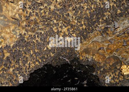 GEOFFREYS ROUSETTE BATS (ROUSETTUS AMPLEXICAUDATUS) HANGING IN SACRED ...