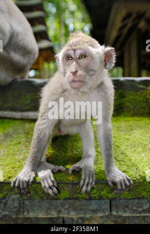 Java monkey Macaca fasciularis Stock Photo - Alamy