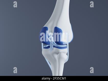 Posterior view of knee joint. With bones and ligaments, including ...