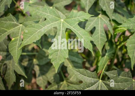 Closeup of Tree spinach or Chaya plants in the garden Stock Photo - Alamy