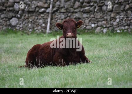 Saler cows at Cuil Farm, Newton Stewart, Dumfries & Galloway, Scotland ...