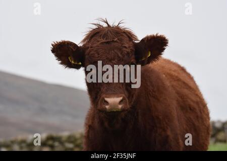 Saler cows at Cuil Farm, Newton Stewart, Dumfries & Galloway, Scotland ...