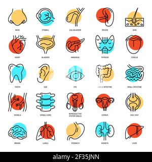 Blood vessels icon set in flat and line style. Artery and vein symbol ...