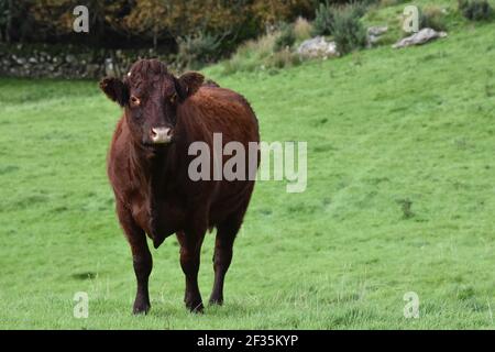 Saler cows at Cuil Farm, Newton Stewart, Dumfries & Galloway, Scotland ...