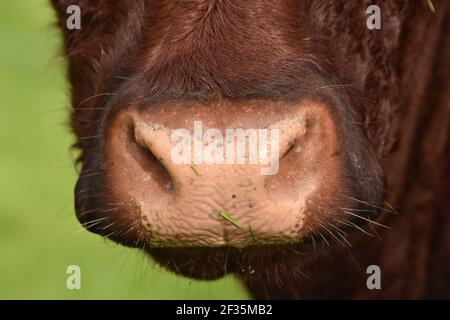 Saler cows at Cuil Farm, Newton Stewart, Dumfries & Galloway, Scotland ...