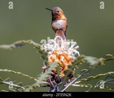 A a bright orange male Rufous Hummingbird (Selasphoris rufus) hovering ...