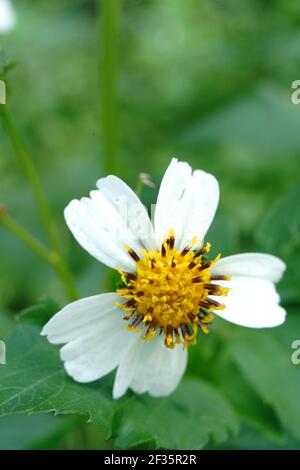 A vertical closeup of Bidens pilosa, black-jack flower on dark ...