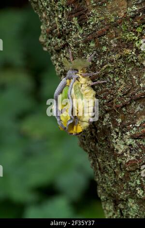 AFRICAN MOON MOTH Actias mimosae Distribution: South and central Africa ...