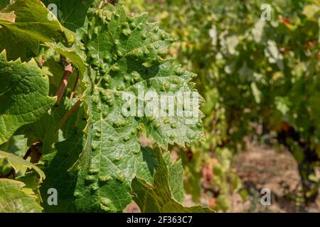 Grapevine leaves with Erinosis, a disease of the mite Colomerus vitis ...