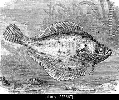 Fisch, Scholle oder Goldbutt, Pleuronectes platessa, Ordnung der ...