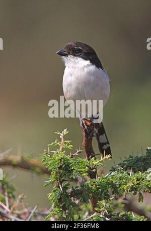 Common Fiscal (Lanius collaris humeralis) adult female, perched on ...