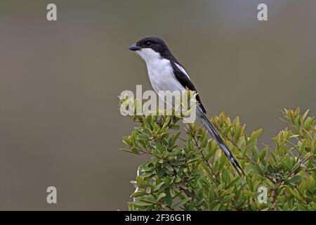 Common Fiscal (Lanius collaris humeralis) adult female, perched on ...