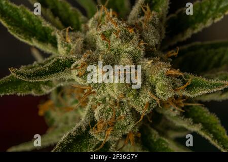 Color S.A.G.E. variety of marijuana flower in white scrog net with ...