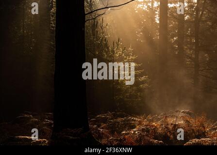 Steam rising off the ferns after cold frosty morning in the New Forest ...