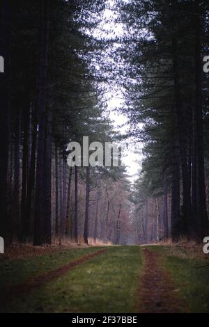 A vertical shot of a narrow pathway covered with colorful leaves ...