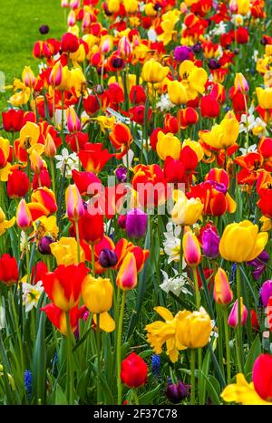 Tulip blossom in Alsace in France Stock Photo - Alamy