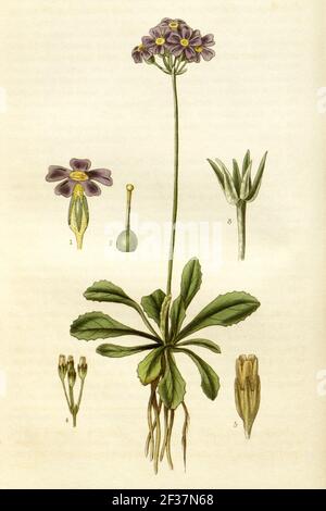 Primula mistassinica Curtis 2973 Stock Photo - Alamy