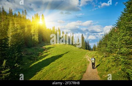Eco-tourism rocky trail trough summer pine forest Stock Photo - Alamy