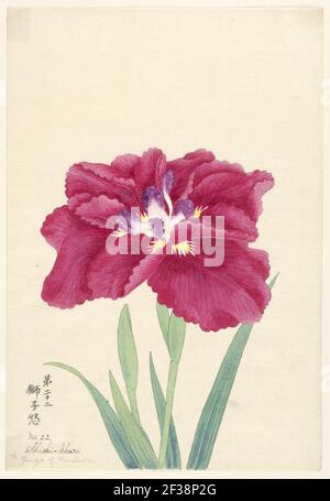 Print, Anger of the Lion (Shishi-Ikari), No. 22, ca. 1910 Stock Photo ...